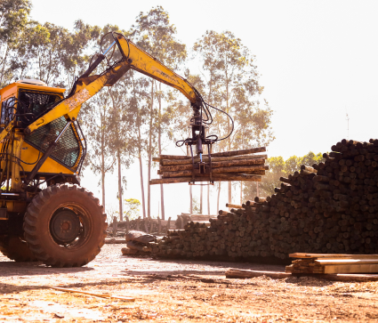 Petyk Eucalipto Tratado